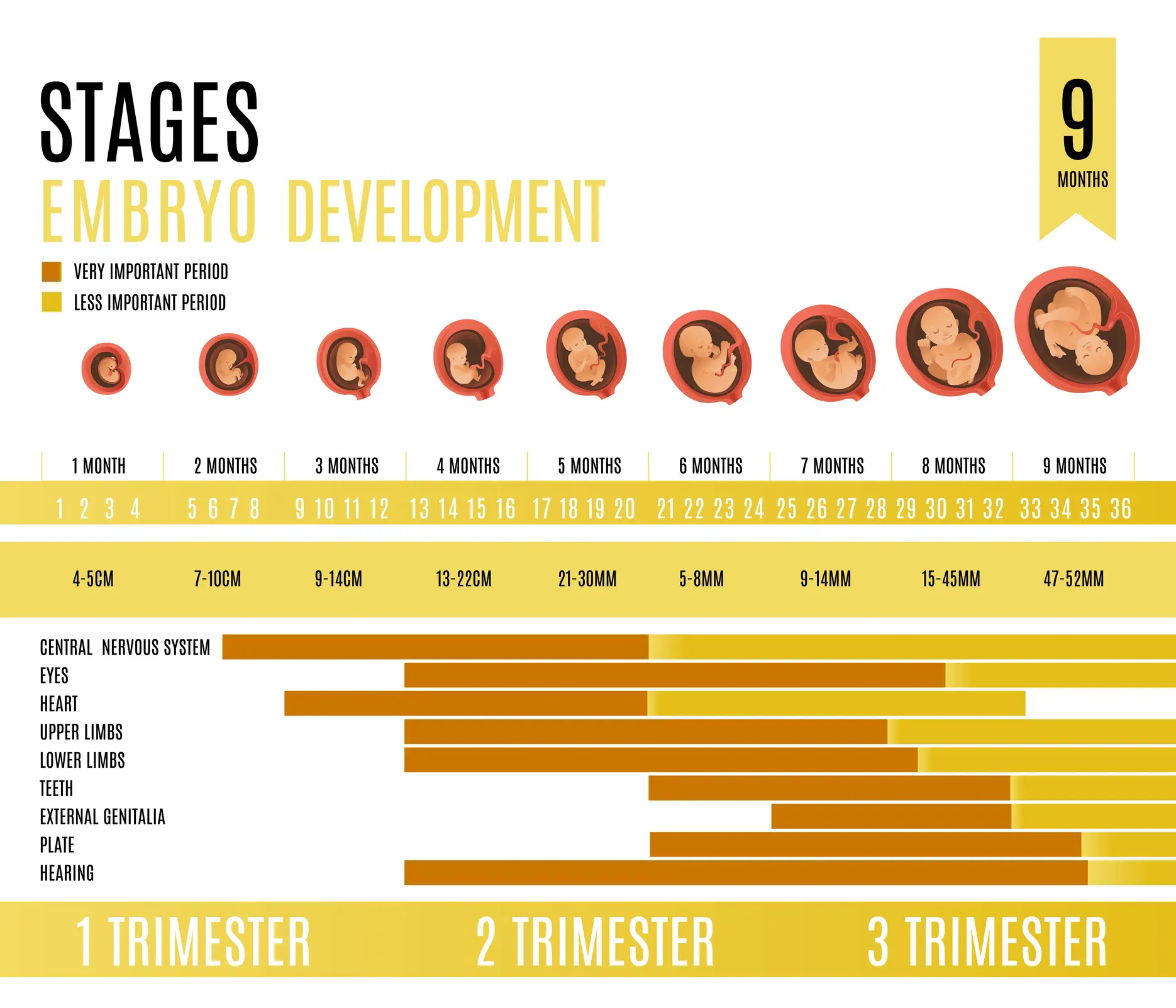 What to Expect: First Trimester of Pregnancy