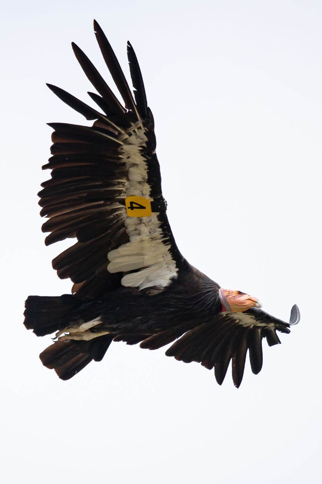 Saving the California Condor from Extinction: An Interview with Kelly ...