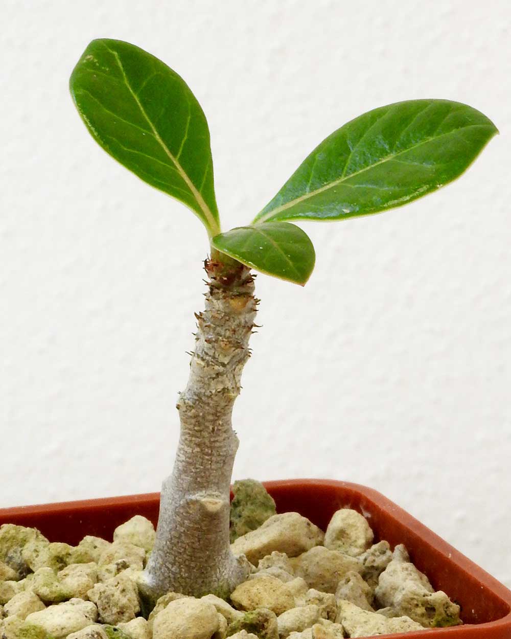 🌱 Adenium dhofarense | Seedlings | Shop Now