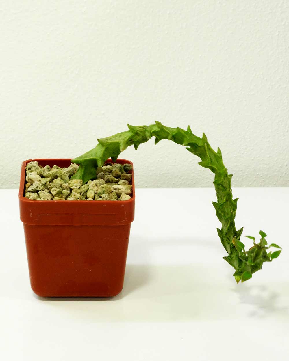 🌱 Rare Succulents For Sale | HOJNY Succulents