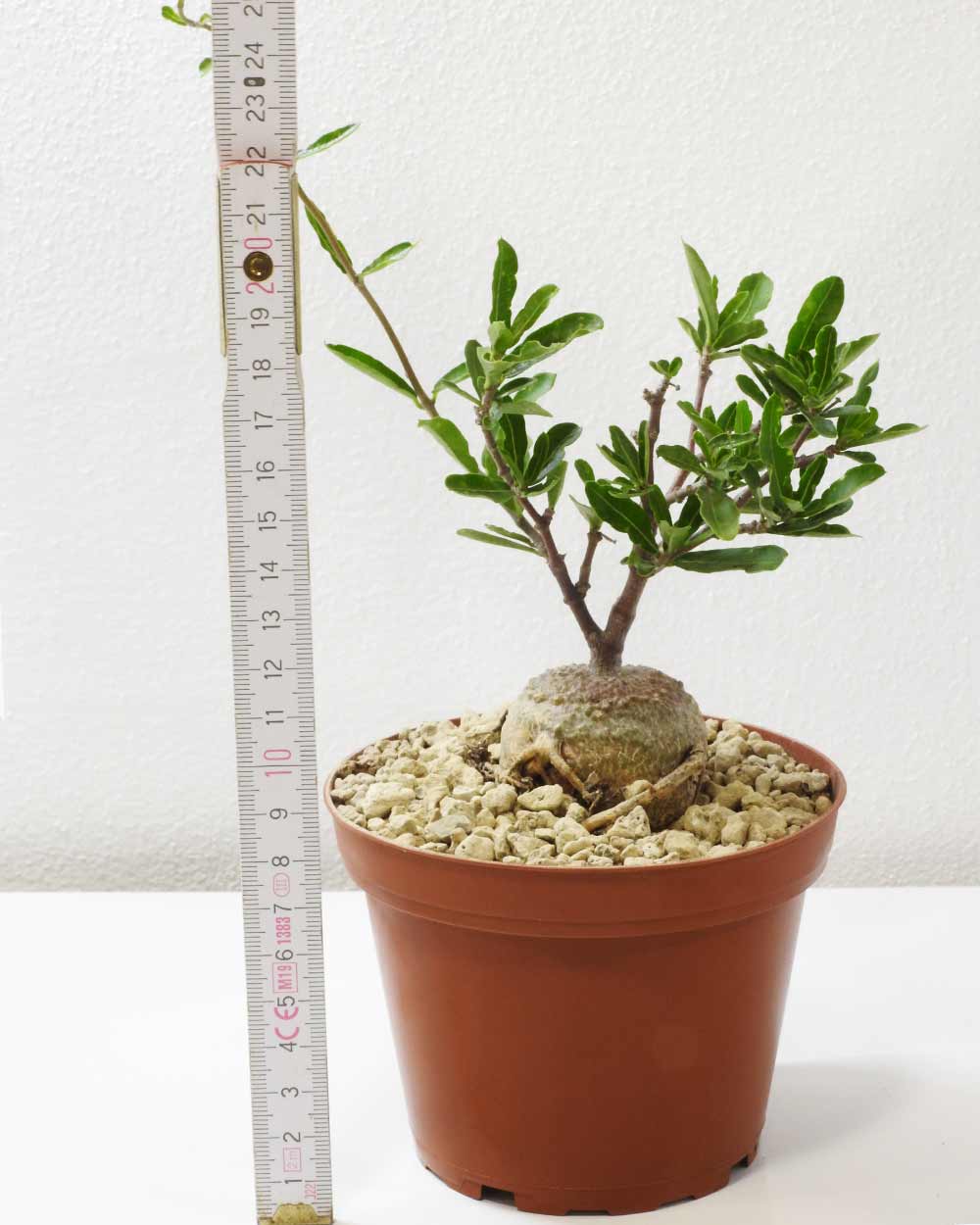 🌱 Fockea edulis | Seedlings | Shop Now