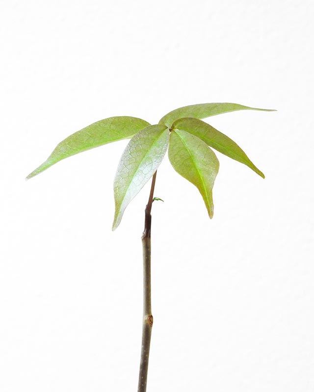 🌱 Bursera simaruba | Seedlings | Shop Now