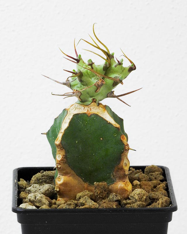 🌱 Euphorbia atrox | Cuttings | Shop Now