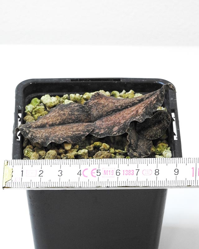 🌱 Oeceoclades gracillima | Cuttings | Shop Now