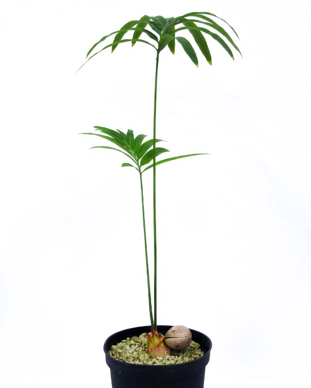 🌱 Cycas petraea | Seedlings | Shop Now