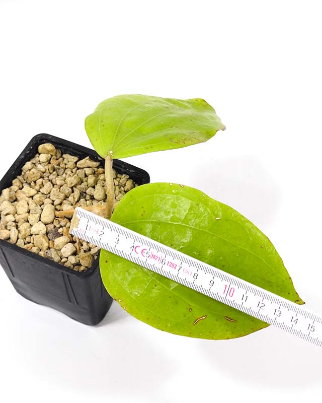 🌱 Hoya balaensis | Cuttings | Shop Now