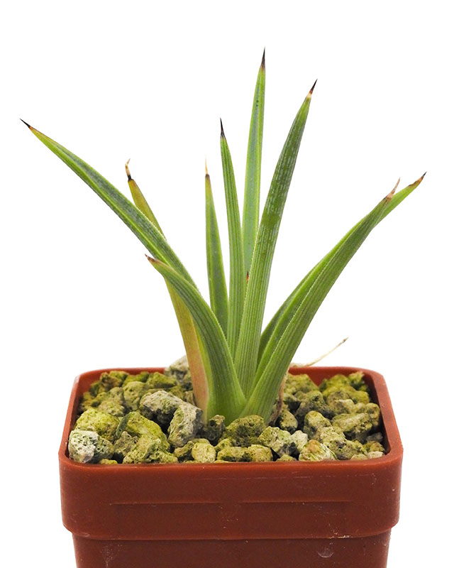 🌱 Agave rzedowskiana | Seedlings | Shop Now