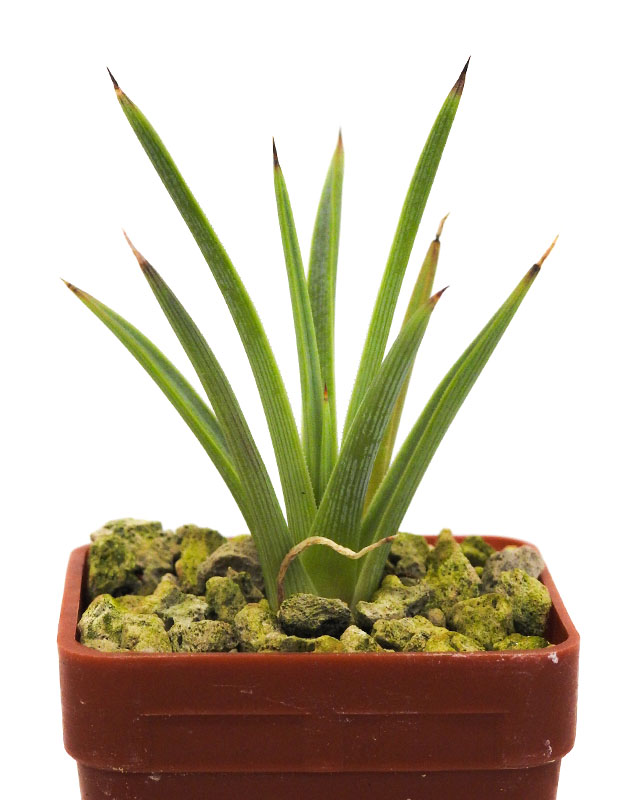 🌱 Agave rzedowskiana | Seedlings | Shop Now