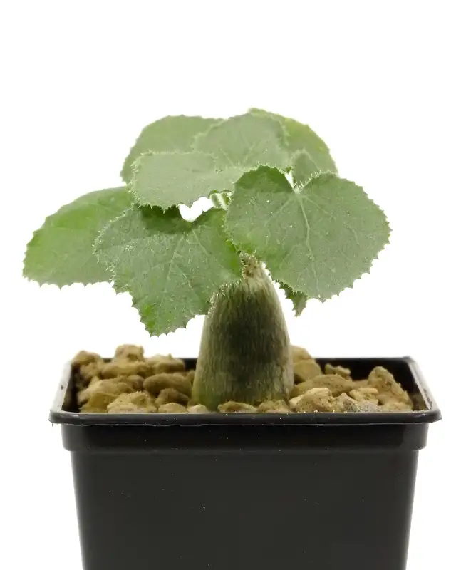 🌱 Dendrosicyos socotranus | Seedlings | Shop Now