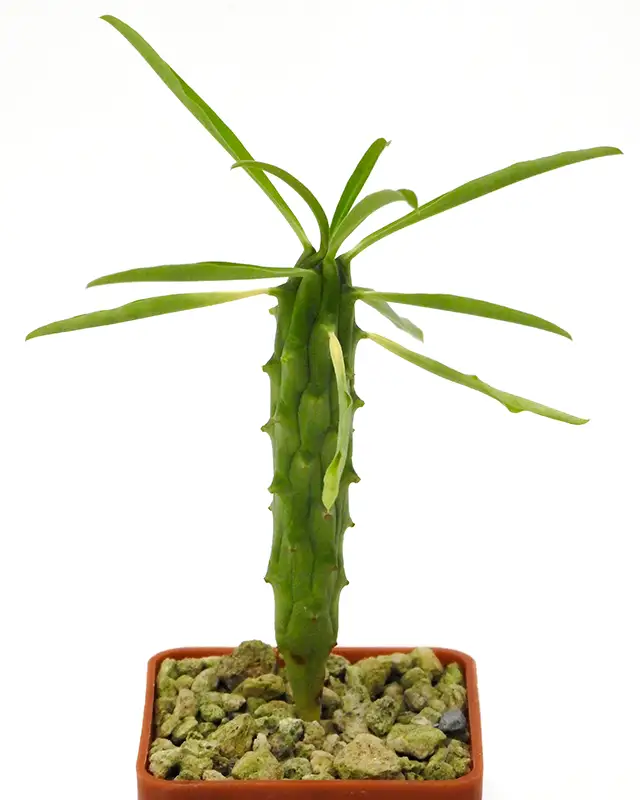 🌱 Euphorbia Clava Seedlings Shop Now