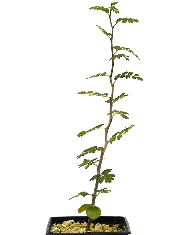 🌱 Commiphora planifrons | Seedlings | Shop Now