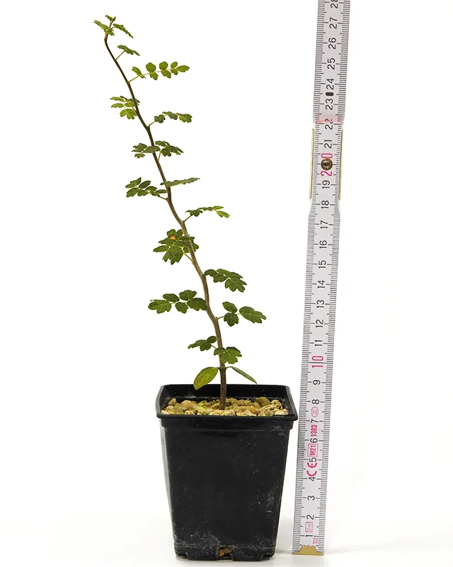 🌱 Commiphora planifrons | Seedlings | Shop Now