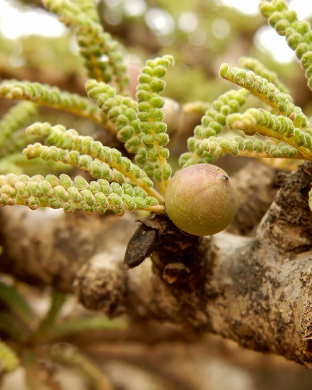 🌱 Commiphora planifrons | Seedlings | Shop Now