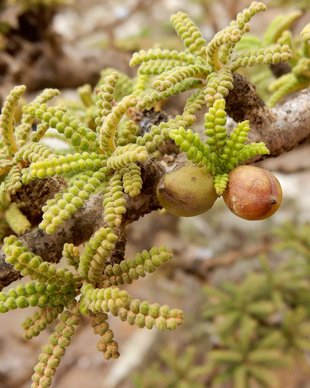 🌱 Commiphora planifrons | Seedlings | Shop Now
