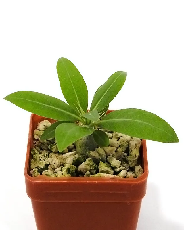 🌱 Pachypodium lealii | Seedlings | Shop Now