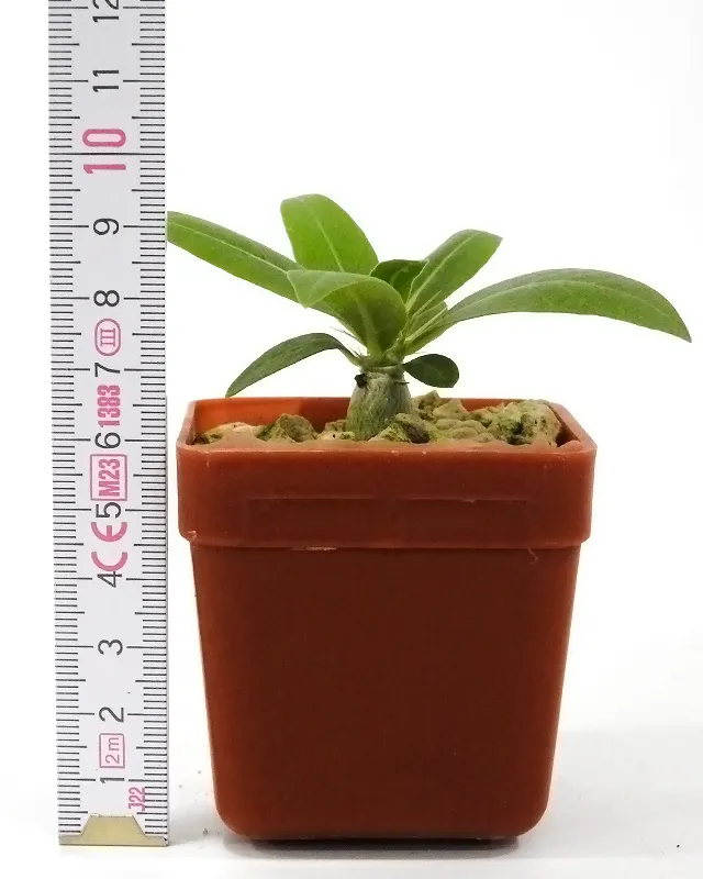 🌱 Pachypodium lealii | Seedlings | Shop Now