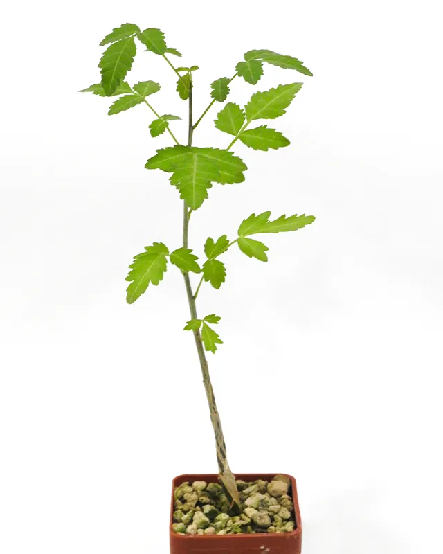 🌱 Bursera fagaroides | Seedlings | Shop Now