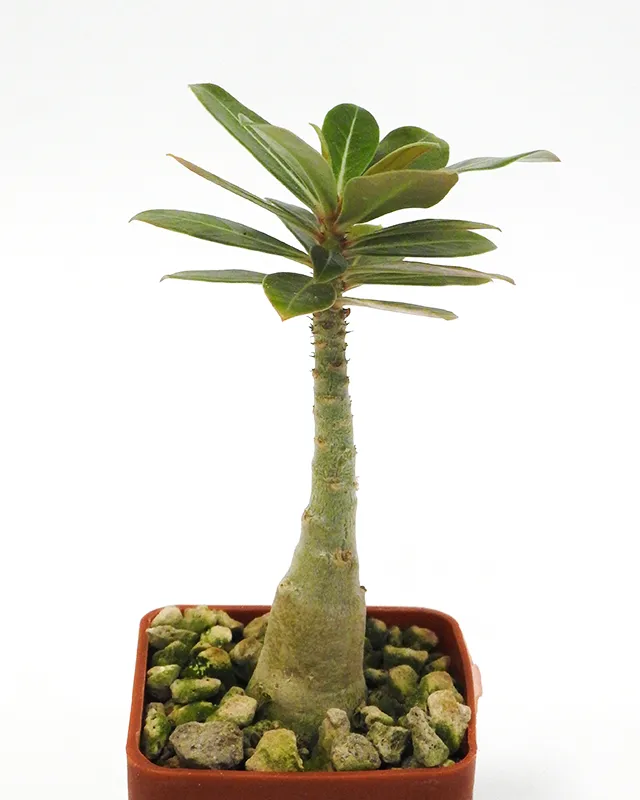 🌱 Adenium obesum | Seedlings | Shop Now