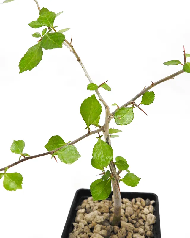🌱 Commiphora simplicifolia | Seedlings | Shop Now