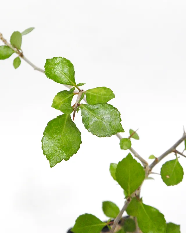 🌱 Commiphora simplicifolia | Seedlings | Shop Now