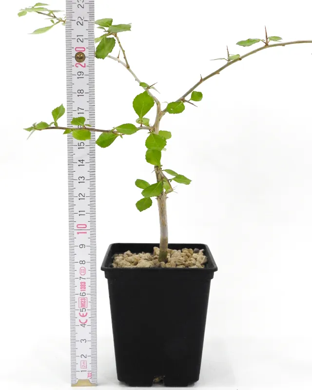 🌱 Commiphora simplicifolia | Seedlings | Shop Now
