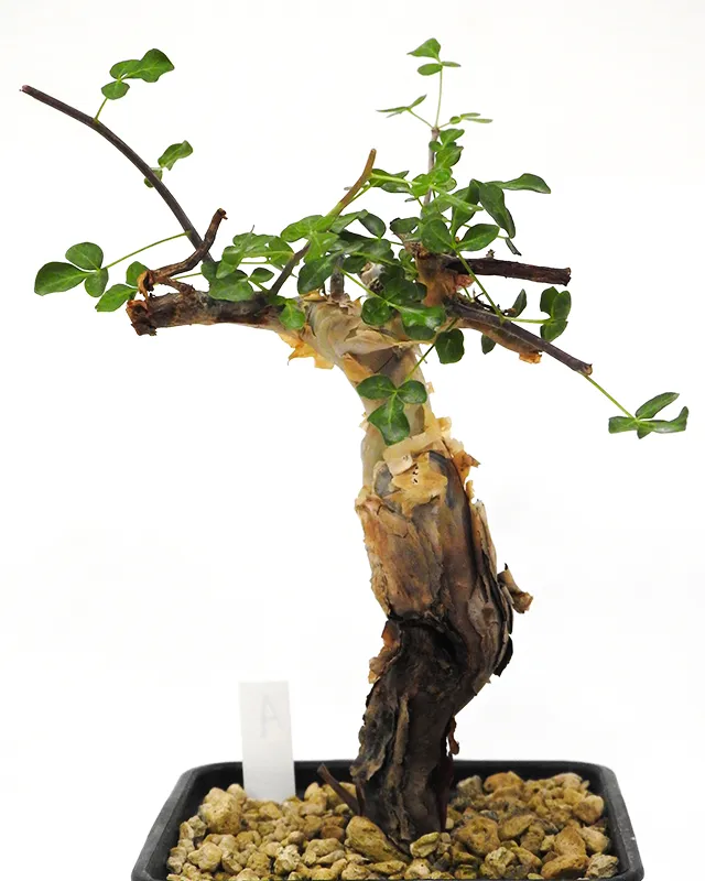 🌱 Commiphora foliacea – Import | Imports | Shop Now