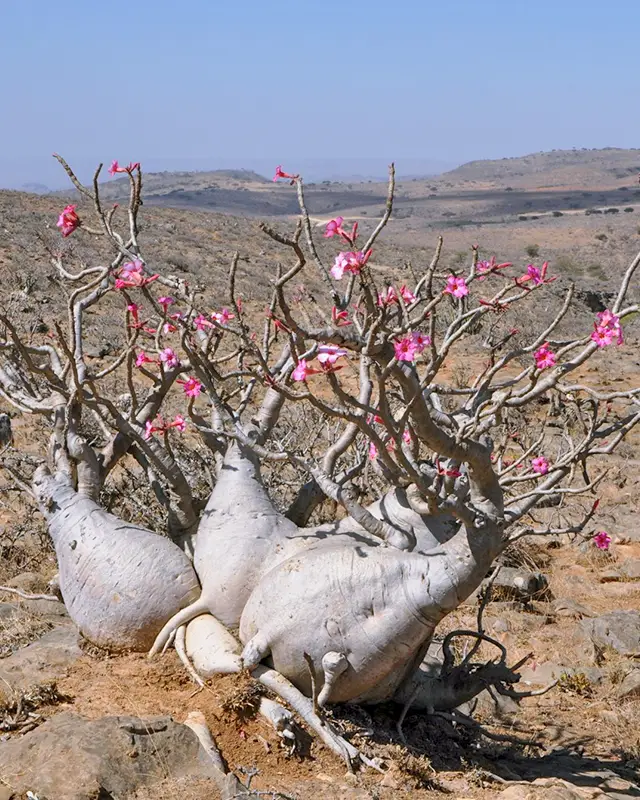 🌱 Adenium dhofarense – Seeds | Seeds | Shop Now