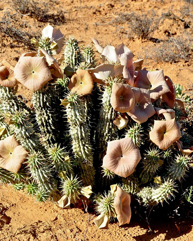 🌱 Hoodia gordonii – Seeds | Seeds | Shop Now