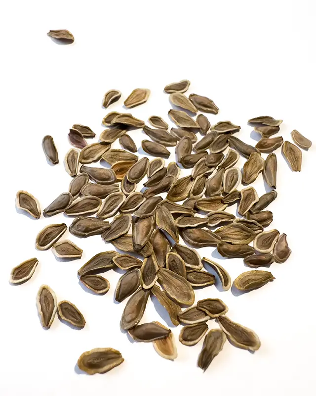 🌱 Hoodia gordonii – Seeds | Seeds | Shop Now