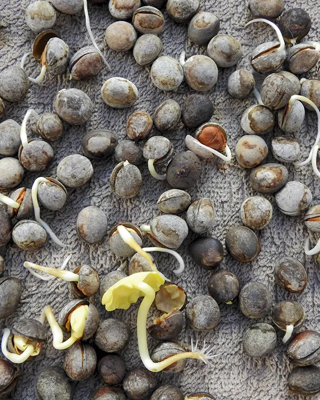 🌱 Commiphora kraeuseliana – Seeds | Seeds | Shop Now