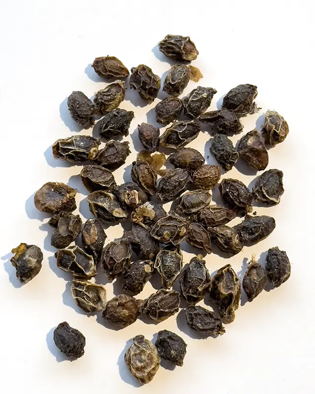 🌱 Rare And Exclusive Succulents For Sale | HOJNY Succulents