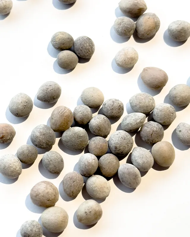 🌱 Commiphora kraeuseliana – Seeds | Seeds | Shop Now