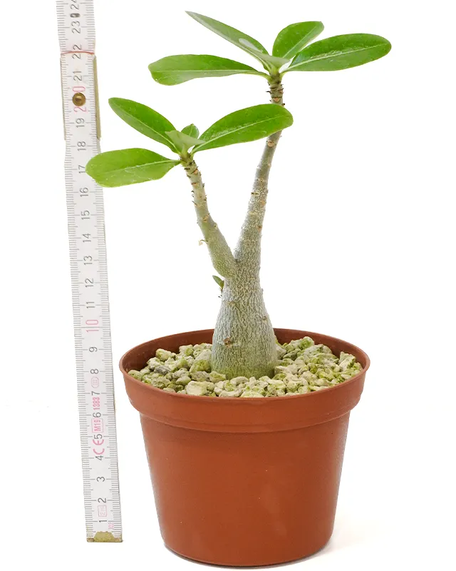 🌱 Adenium arabicum | Seedlings | Shop Now
