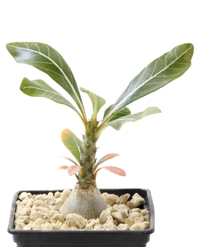 🌱 Adenium socotranum | Seedlings | Shop Now