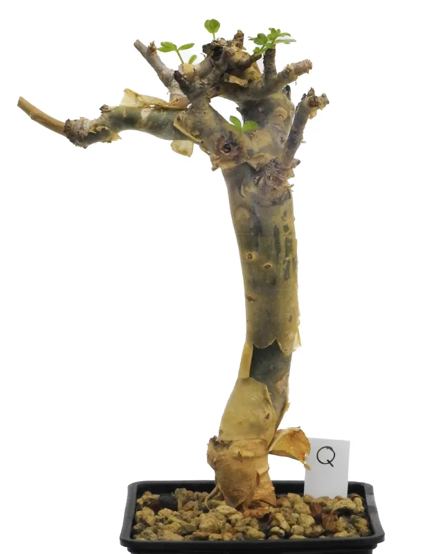 🌱 Rare And Exclusive Succulents For Sale | HOJNY Succulents