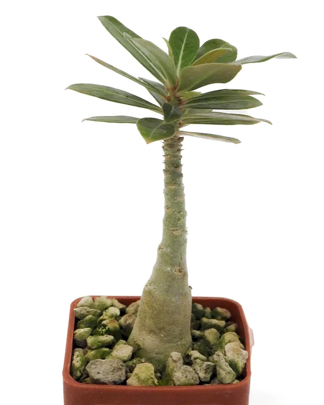 🌱 Adenium obesum | Seedlings | Shop Now