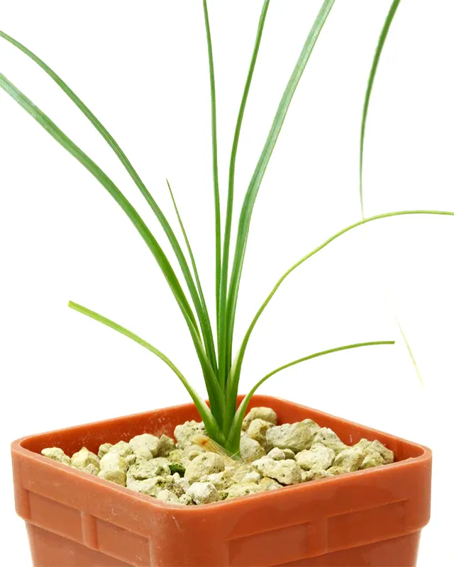 🌱 Rare Succulents For Sale | HOJNY Succulents