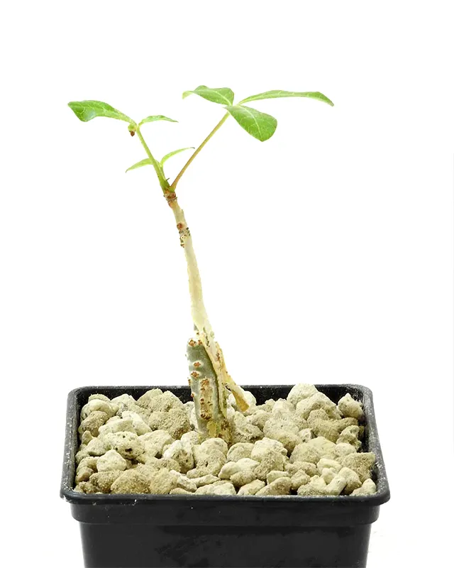 🌱 Commiphora gileadensis | Seedlings | Shop Now