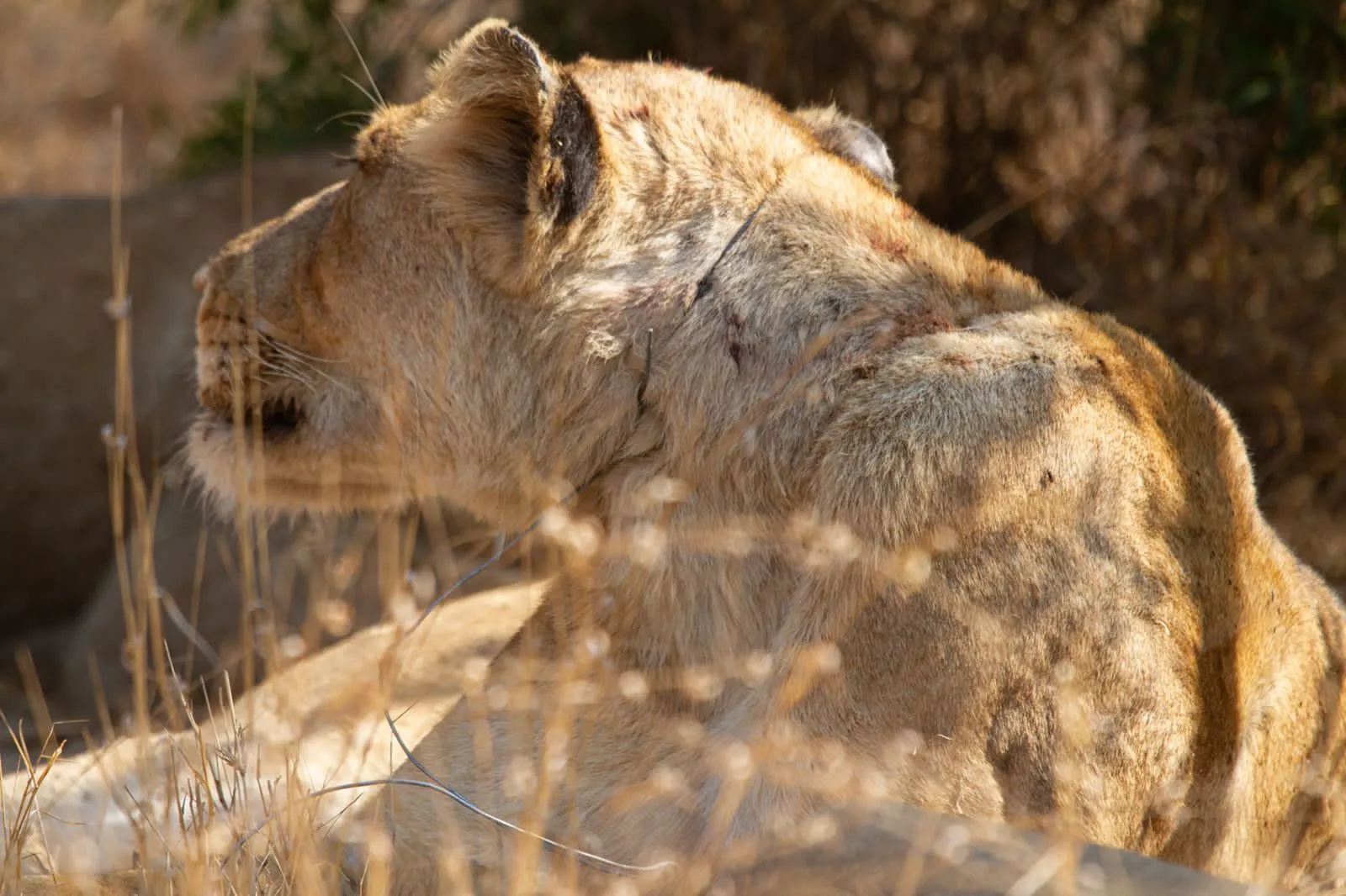 Wild Wonderful World Conservation | Inspiring & Empowered Conservation ...