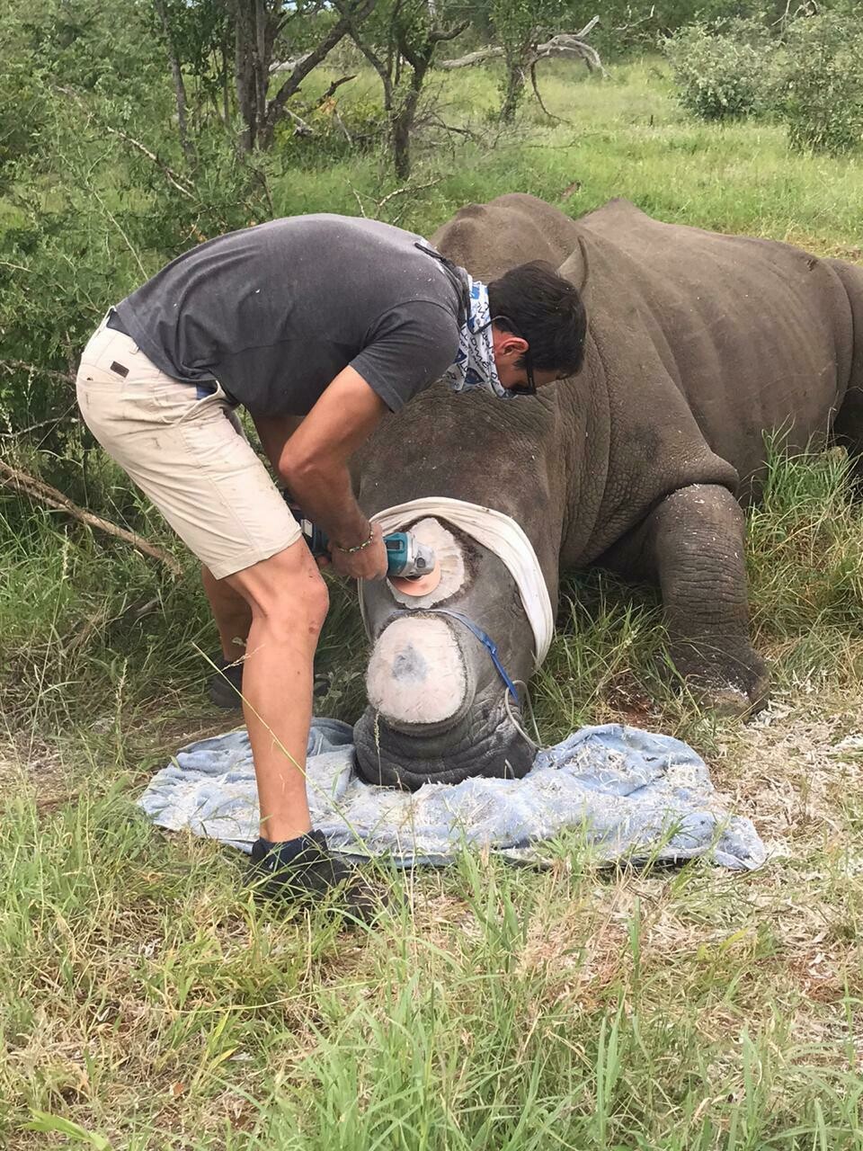 Shop for Wildlife | Dehorning a rhino procedure