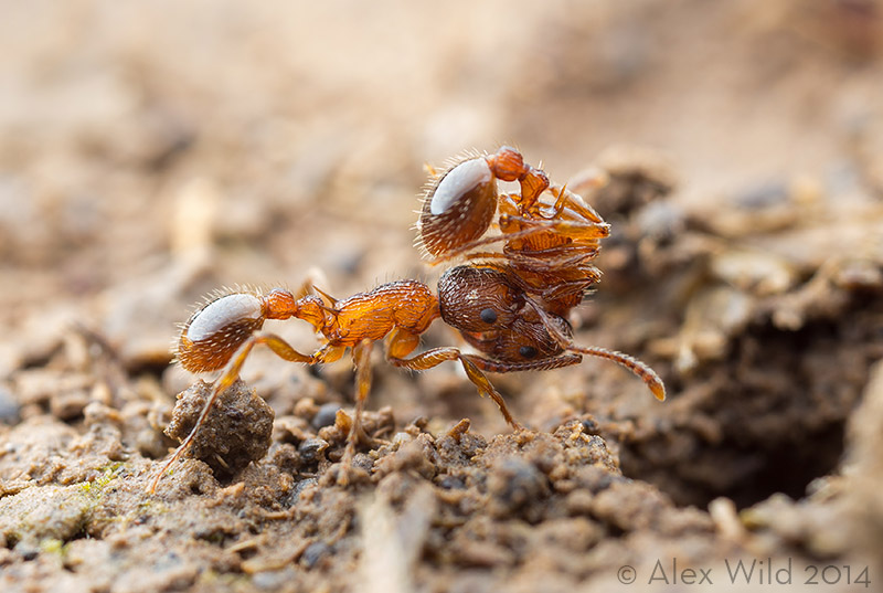 Wild Wonderful World | The Subterranean Undertaker | | Travel ...