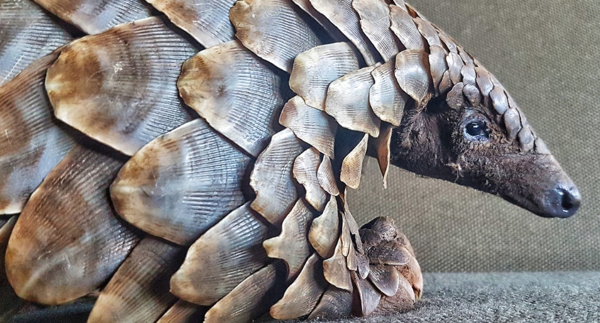 Shop for Wildlife | Pangolin tracking tags