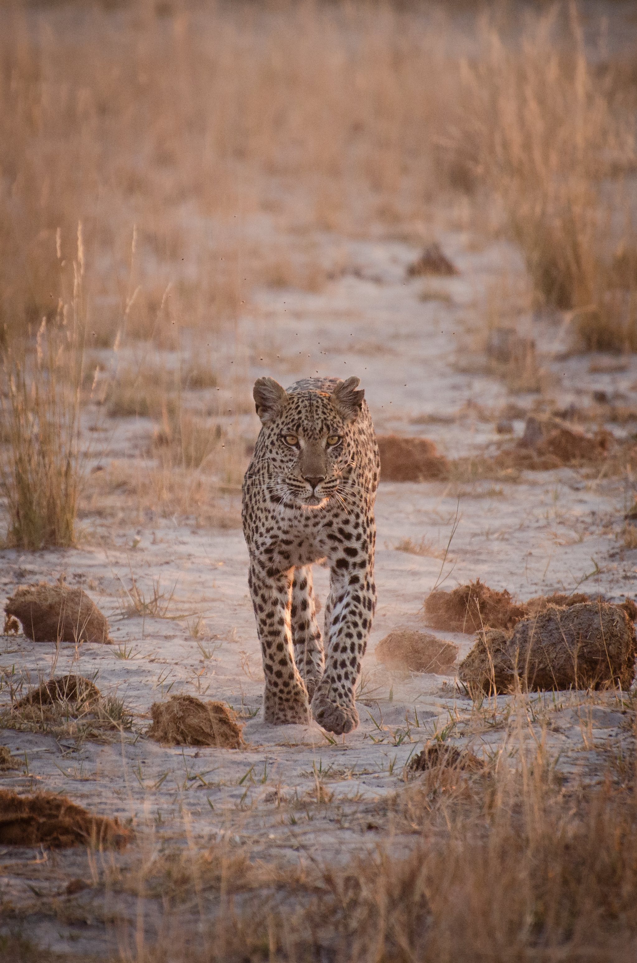 Wild Wonderful World | The best places in Africa to see leopard in the ...