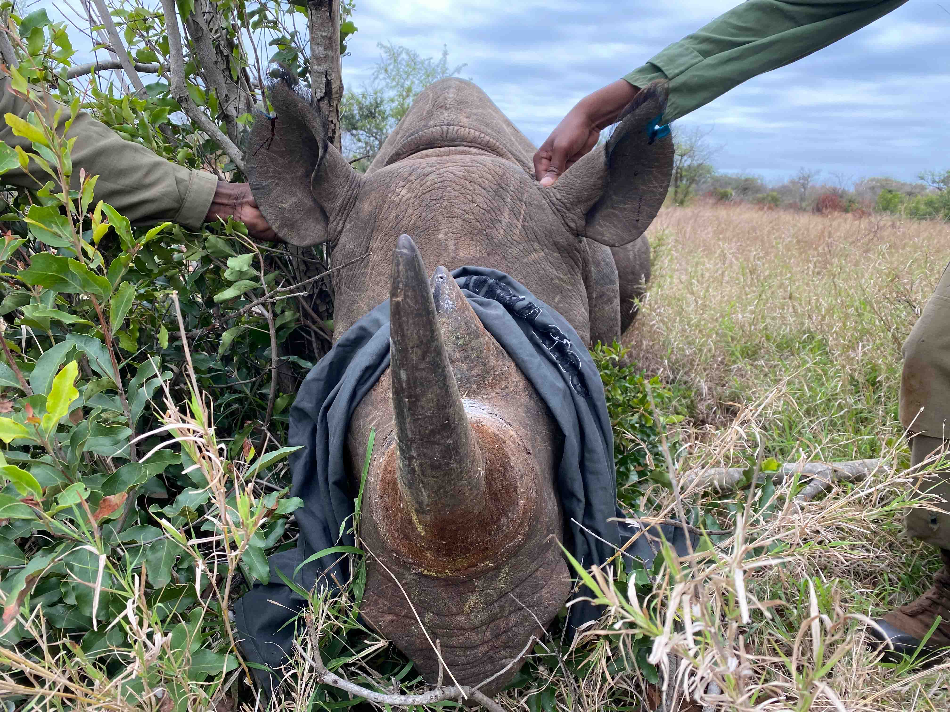 Conservation News | Rapid Response Fund | Rhino ear-notching and horn ...