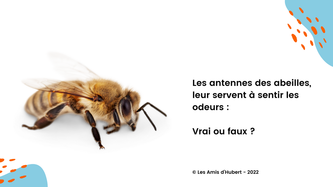 Kit d'animation prêt à l'emploi | Les Amis d'Hubert