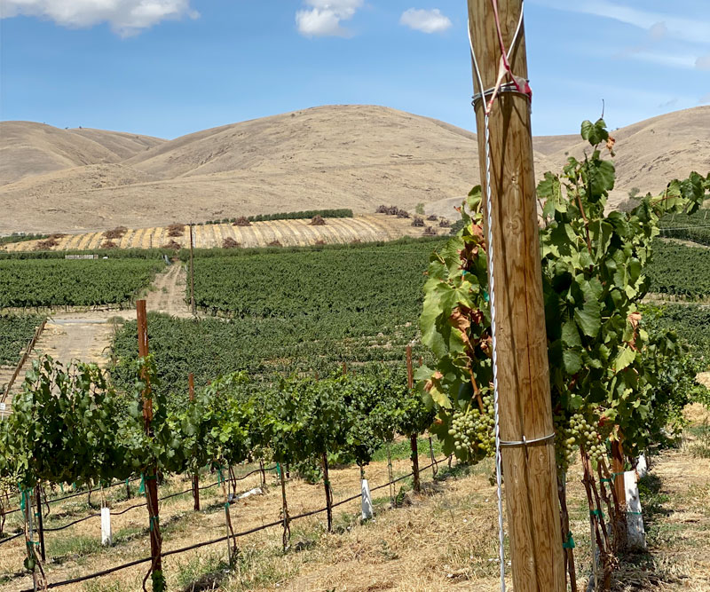 Seasonal Sips, Summer Trips & Style Tips | TANNA BY DESIGN®