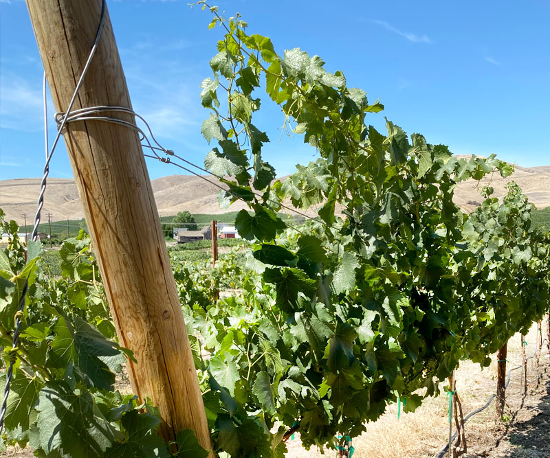 Seasonal Sips, Summer Trips & Style Tips | TANNA BY DESIGN®