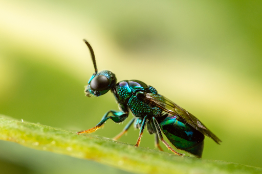 NationalSawdust+ presents Insectum Featuring Susie Ibarra, Jeffrey ...