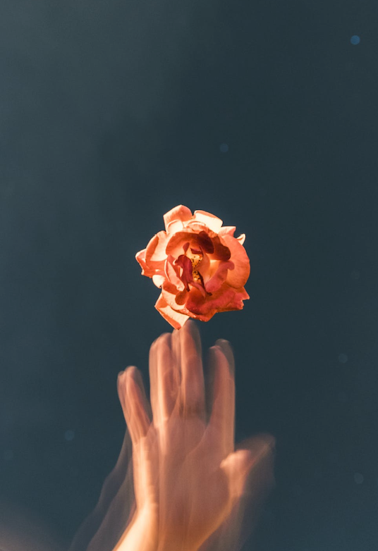 Floral Studio NYC - The Secret Color Code of Roses: A Guide to Sending ...