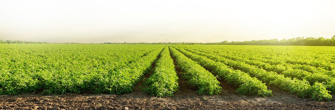 Contact | Thomas Bell Fertiliser